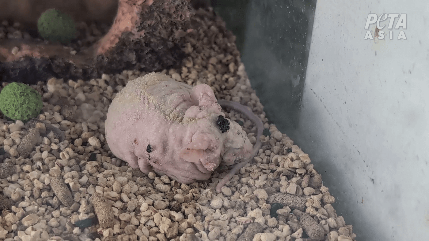 Investigation Exposes Suffering at Bangkok’s Chatuchak Market | PETA